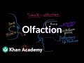 NDLI: Olfaction - structure and function