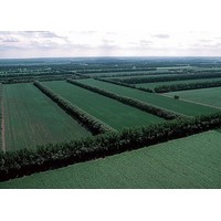 NDLI: Windbreaks And Shelterbelts: Wind Erosion Control In Farming